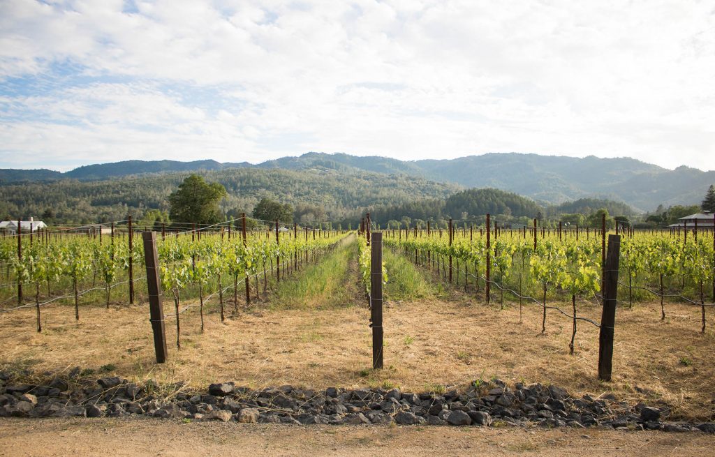 BACA Wines Release Party in Napa Valley - Shenska